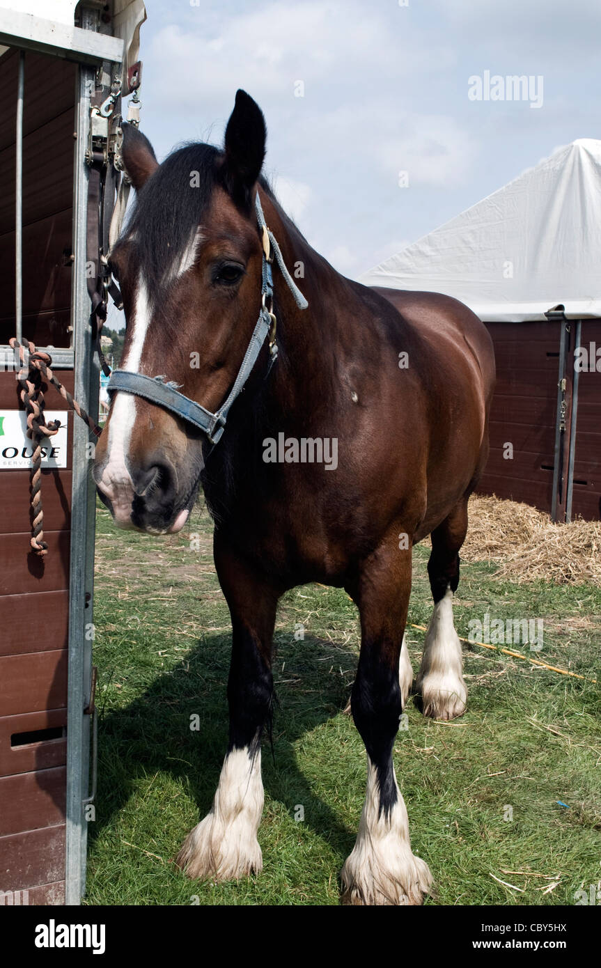 Shire horse grooming hi-res stock photography and images - Alamy