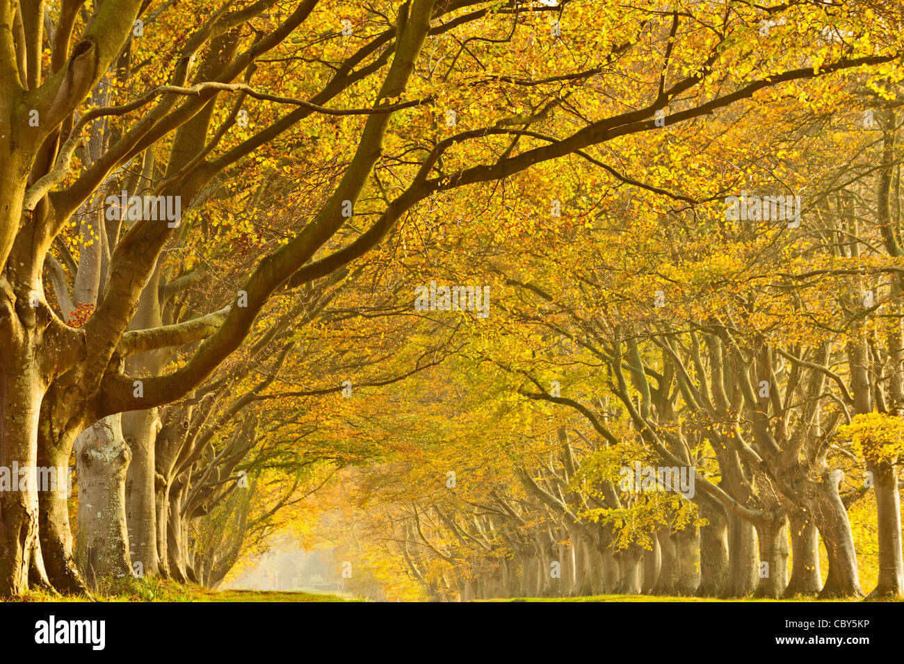 road lined with golden beech trees in autumn Stock Photo - Alamy