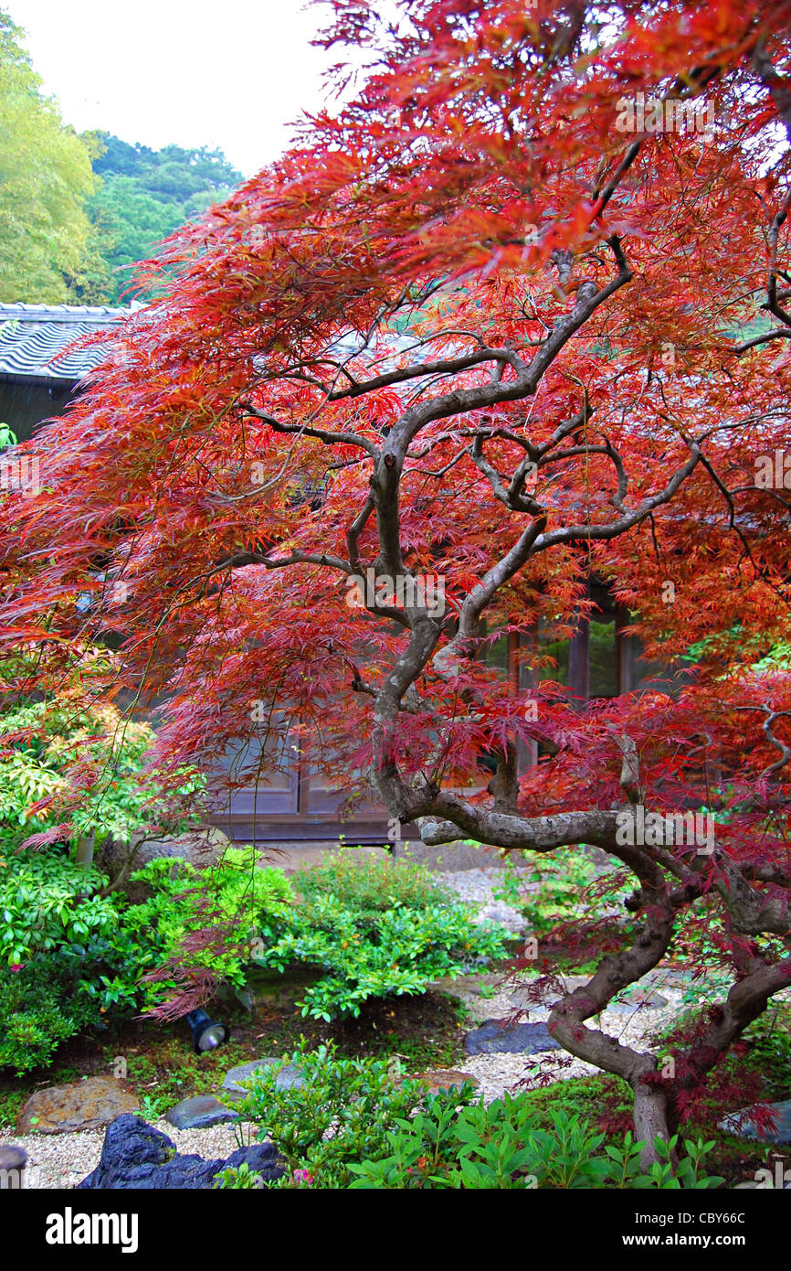 Japanese Maple Tree, Kosoku-ji Temple Garden, Kamakura, Japan Stock ...