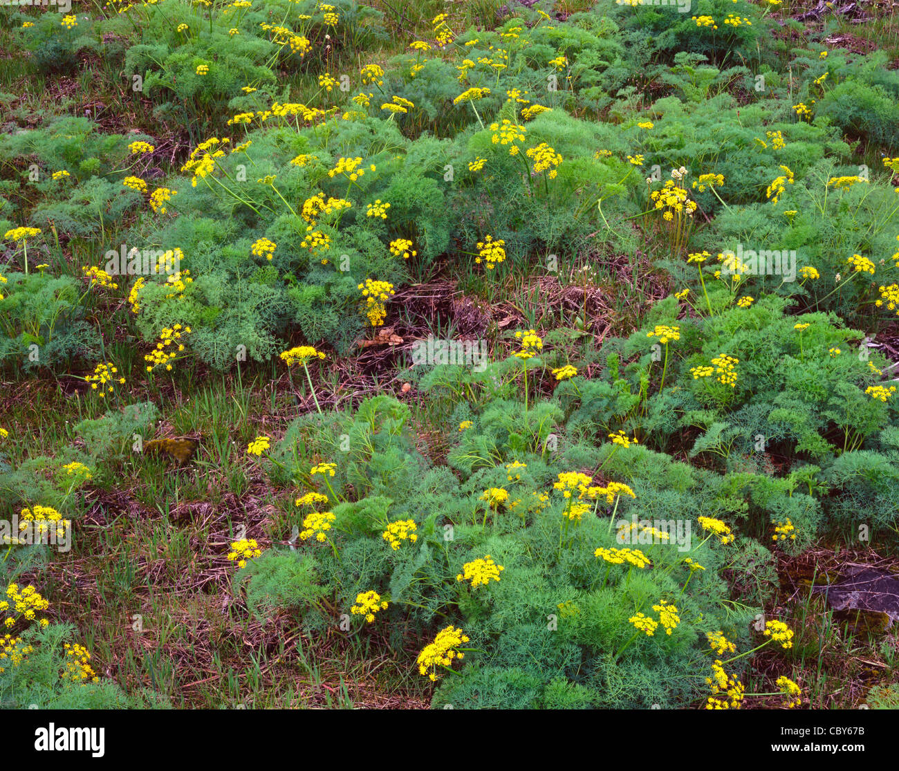 Spring bloom of pungent desert parsley, near Major Creek, Columbia ...