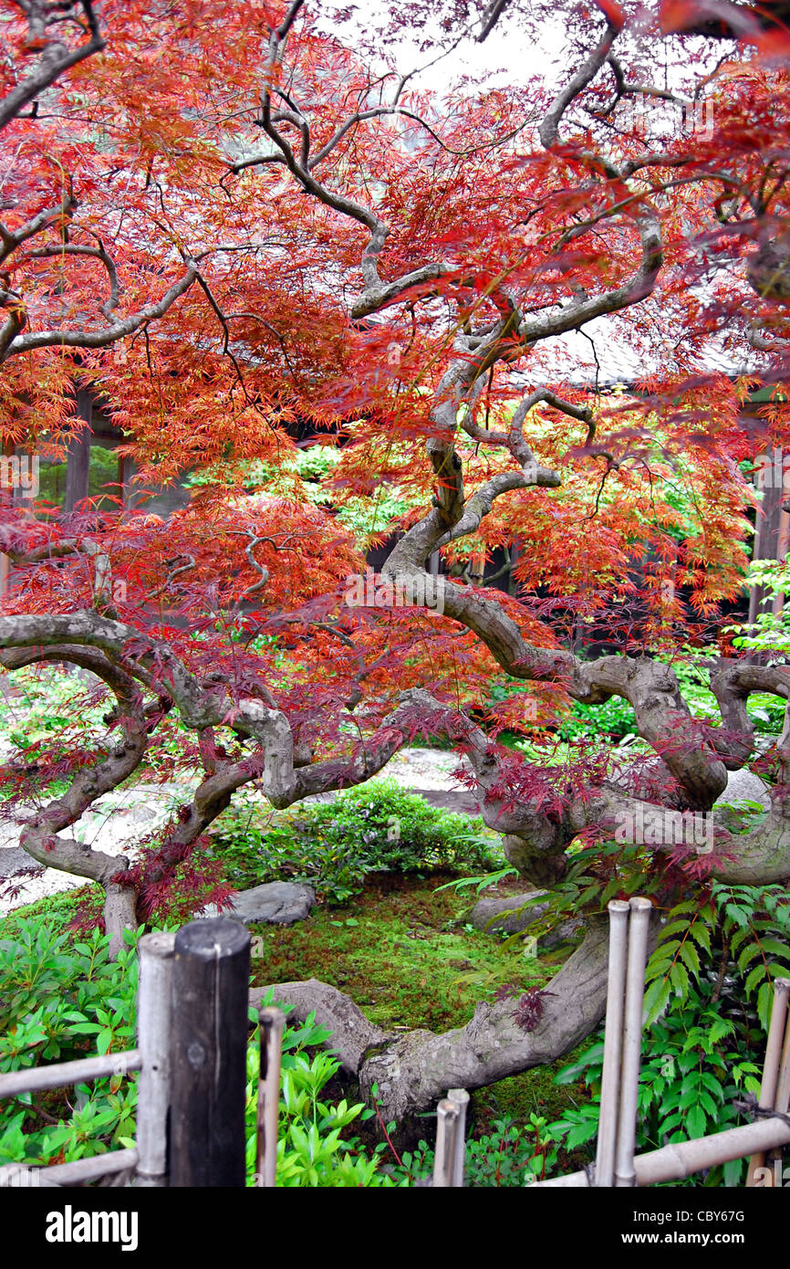 Japanese Maple Tree, Kosoku-ji Temple Garden, Kamakura, Japan Stock ...