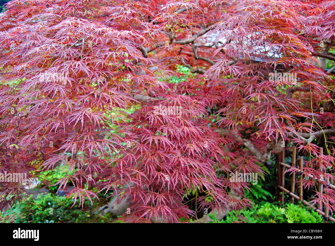 Japanese Maple Tree, Kosoku-ji Temple Garden, Kamakura, Japan Stock ...