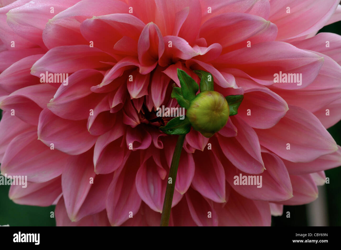 Flower in the morning garden Stock Photo - Alamy