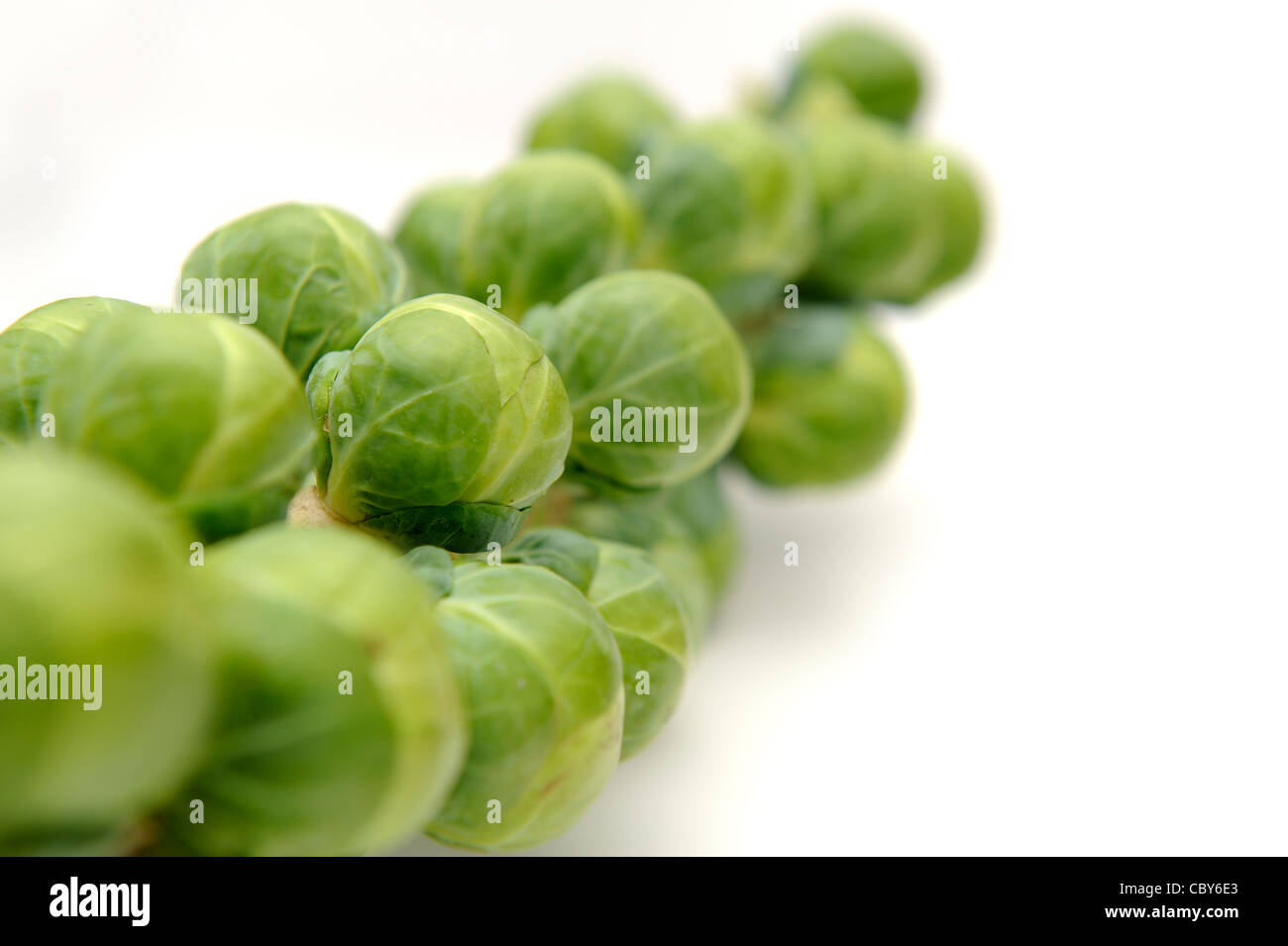 Cane sprouts hi-res stock photography and images - Alamy