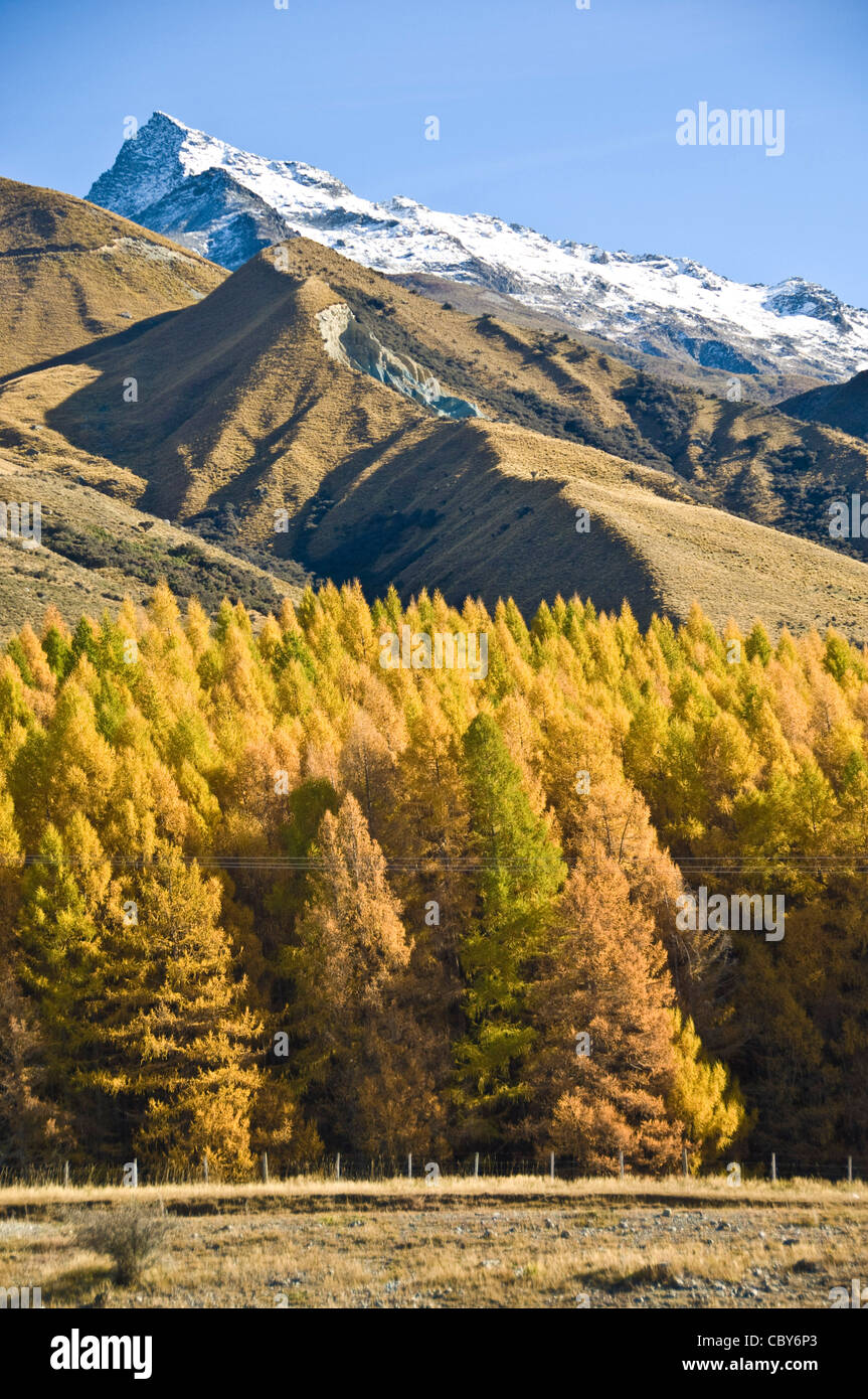 Mountain view with autumn trees in New Zealand Stock Photo - Alamy