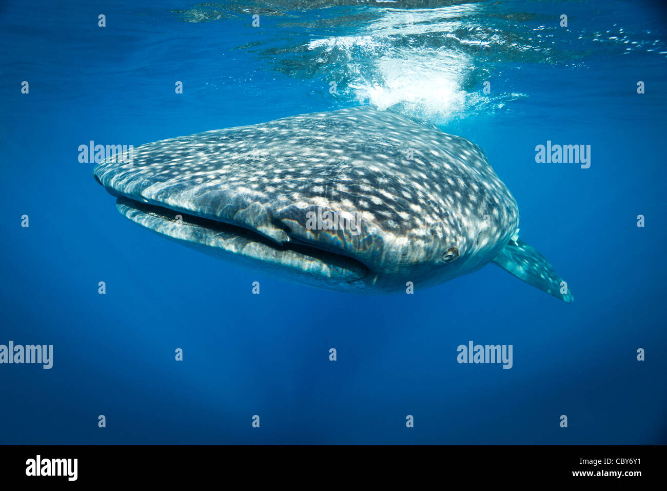 Whale Shark swimming toward camera at the surface of the water Stock ...