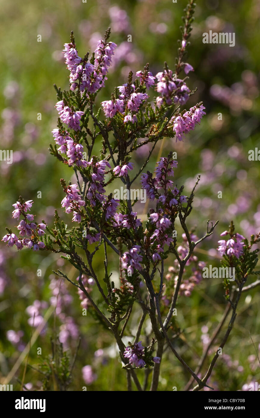 Wild purple heather hi-res stock photography and images - Alamy