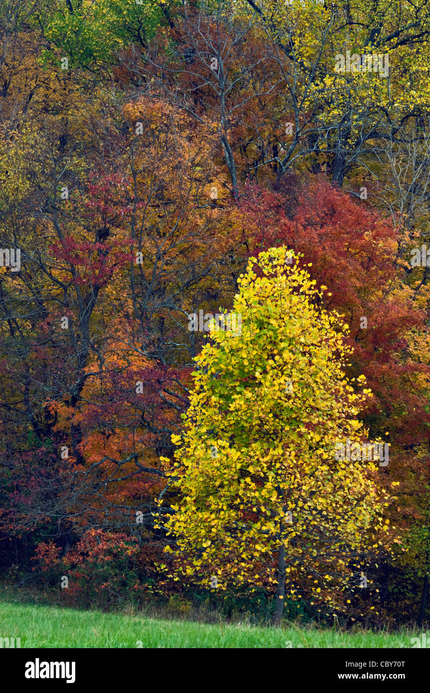 Scenic treeline hi-res stock photography and images - Alamy
