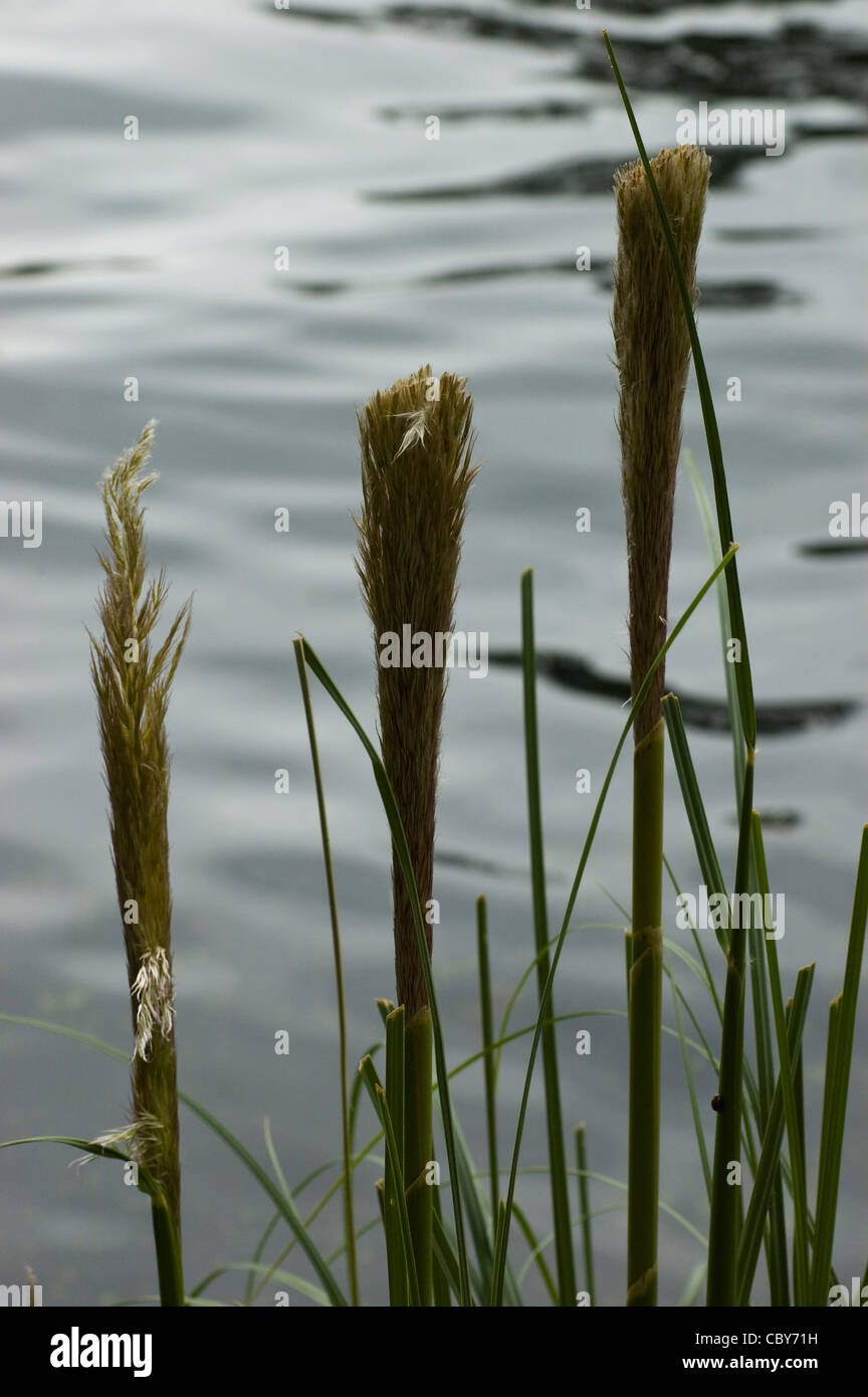 Aquatic plant - common reeds featuring a ladybird Stock Photo - Alamy