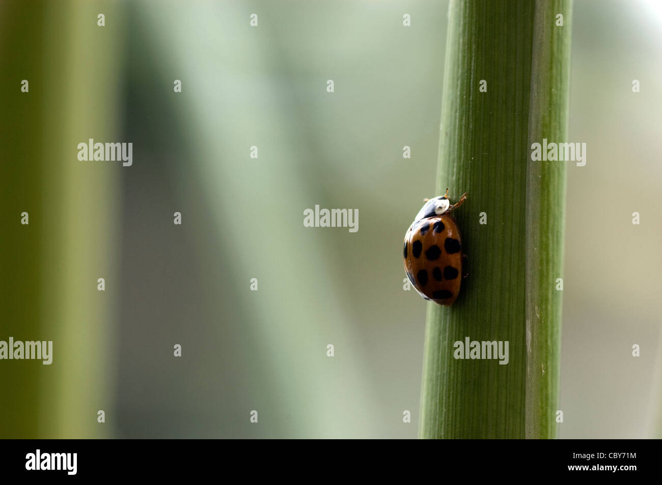 Ladybird climbing grass hi-res stock photography and images - Alamy