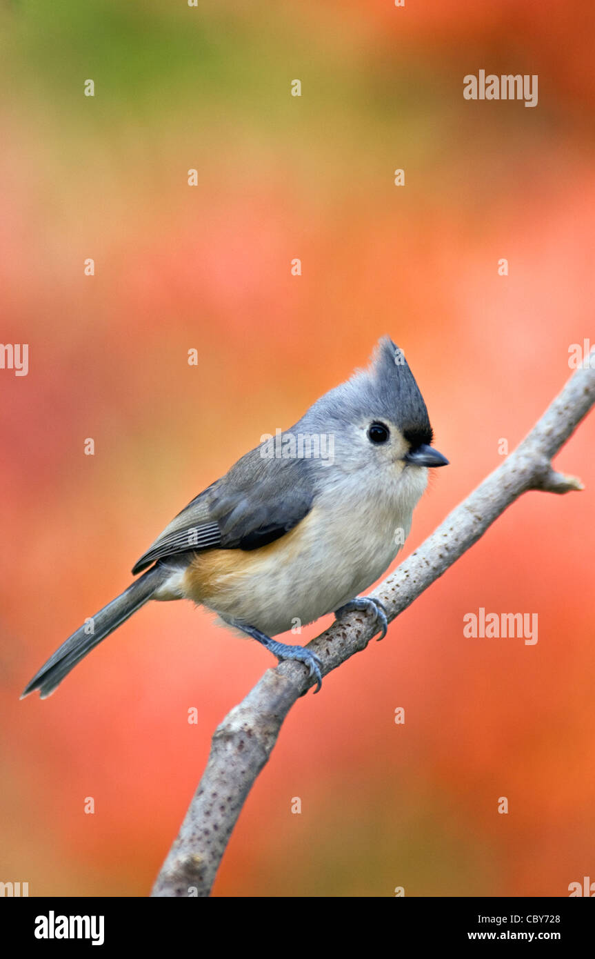 Titmouse hi-res stock photography and images - Alamy