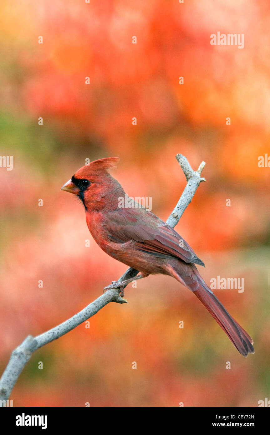 Cardinal bird hi-res stock photography and images - Alamy