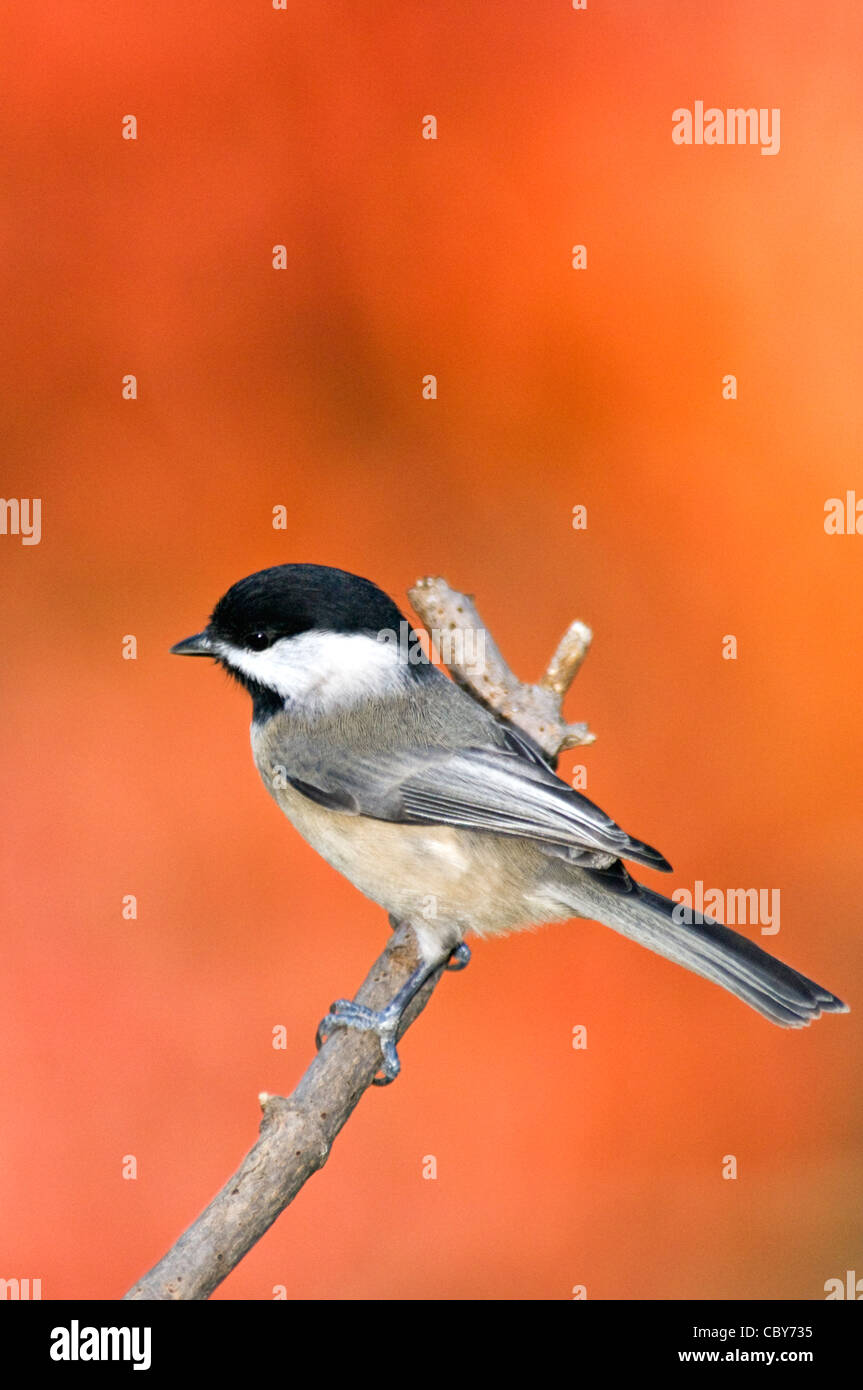 Perch bird hi-res stock photography and images - Alamy