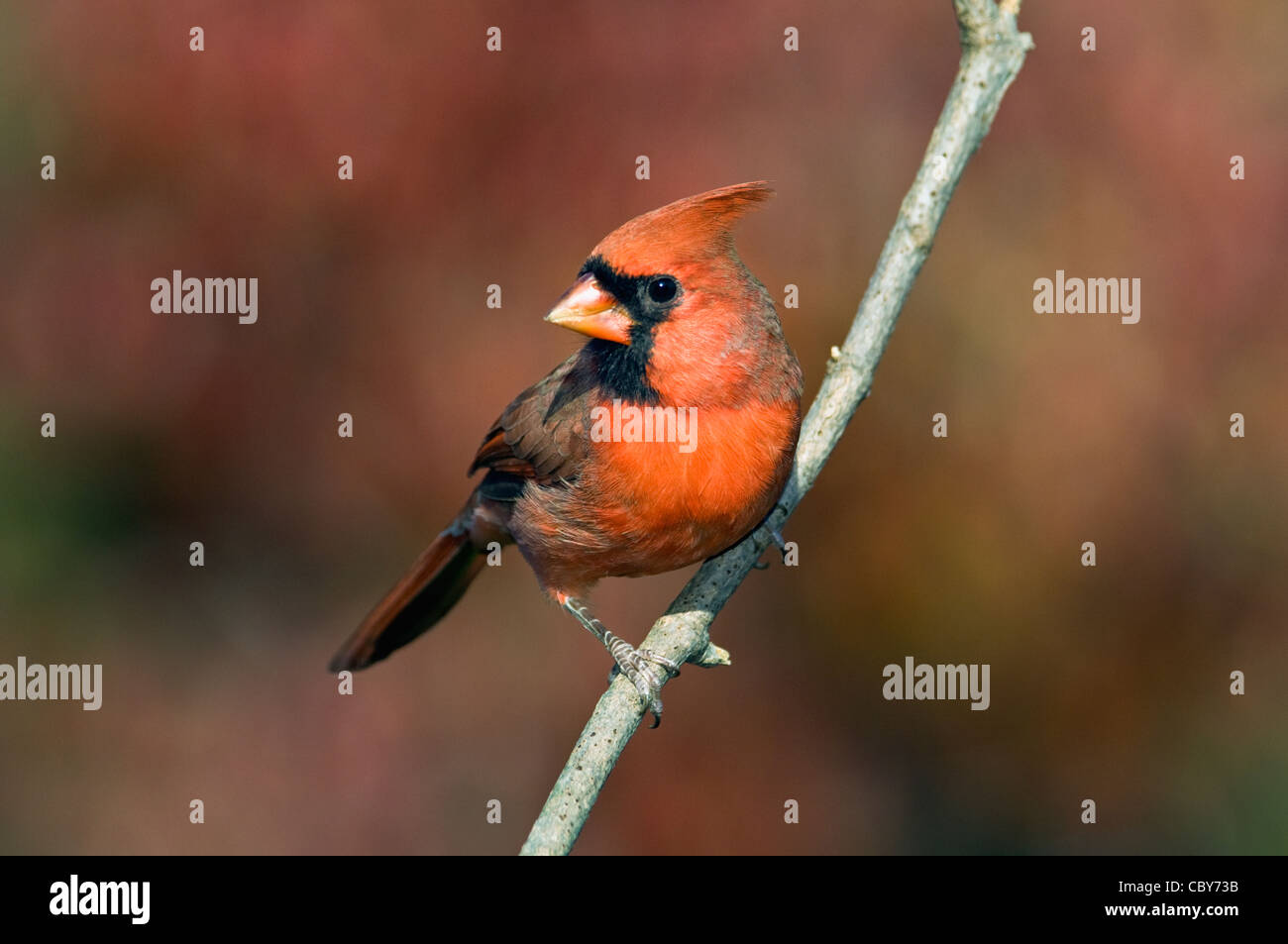 Cardinal bird hi-res stock photography and images - Alamy