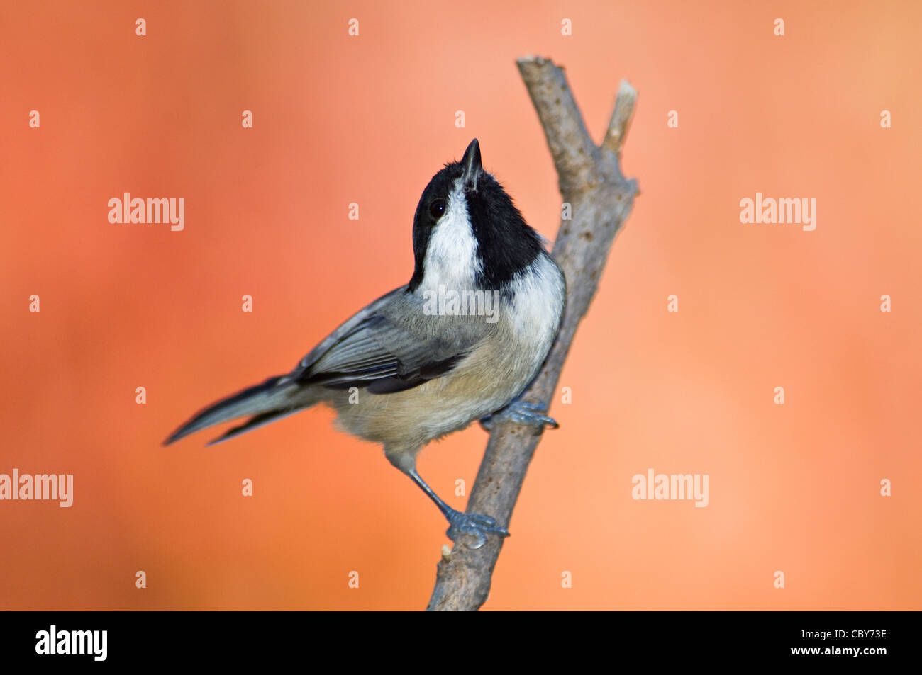 Carolina chickadee hi-res stock photography and images - Alamy