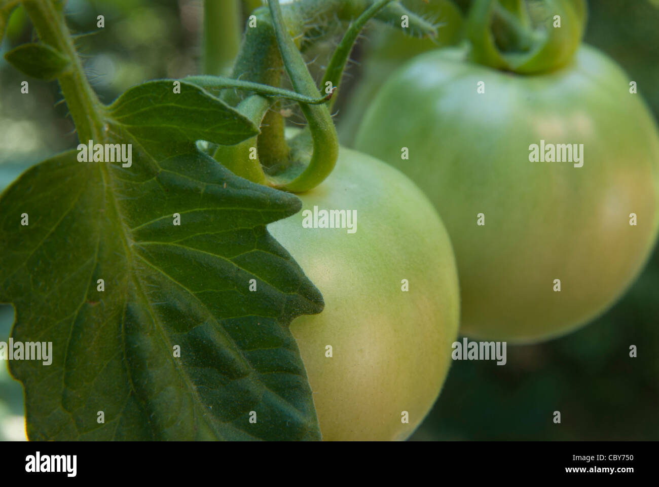 Tomato arkansas hi-res stock photography and images - Alamy