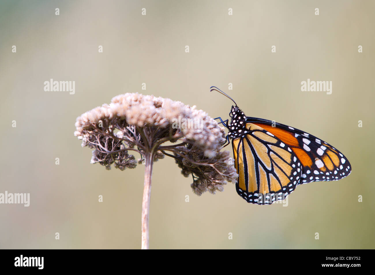 A beautiful monarch butterfly (Danaus plexippus, the Wanderer) on a dry ...