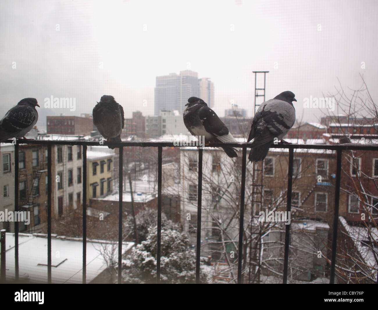 Pigeons on fire escape during snowstorm, Brooklyn, New York Stock Photo ...