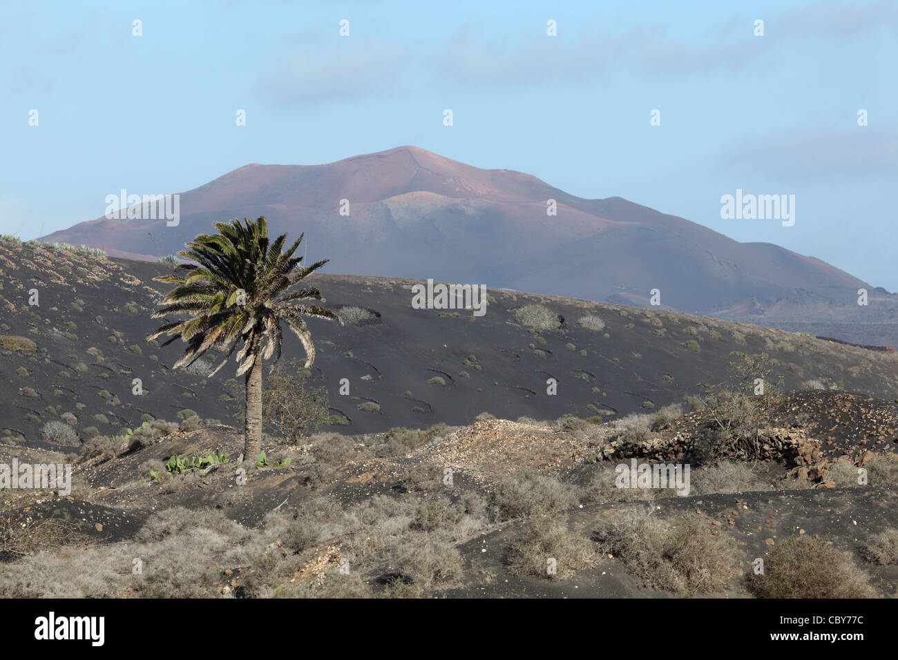 Lanzarote palm tree hi-res stock photography and images - Alamy