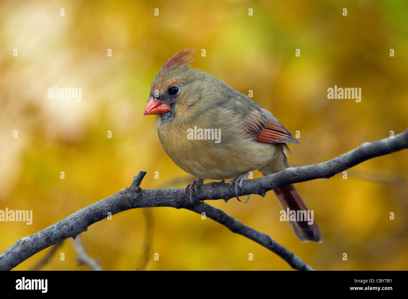 Female northern cardinal hi-res stock photography and images - Alamy