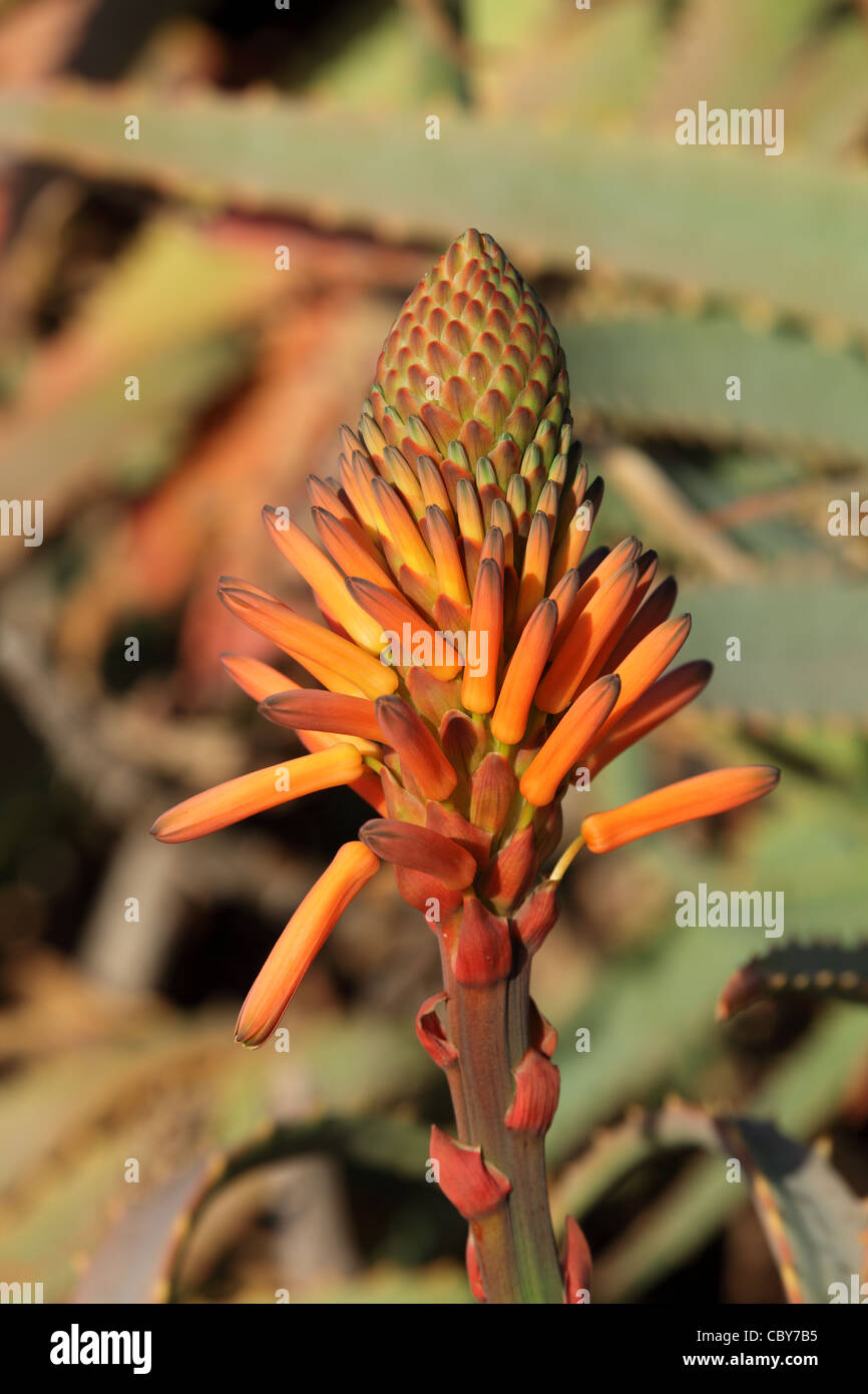 Aloe vera flower hi-res stock photography and images - Alamy
