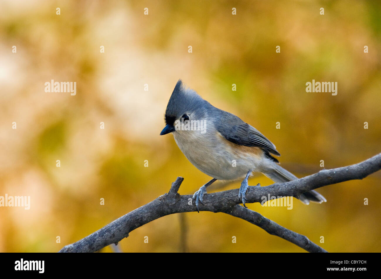 Tufted Titmouse Perched on Twig with Autumn Color Behind Stock Photo ...