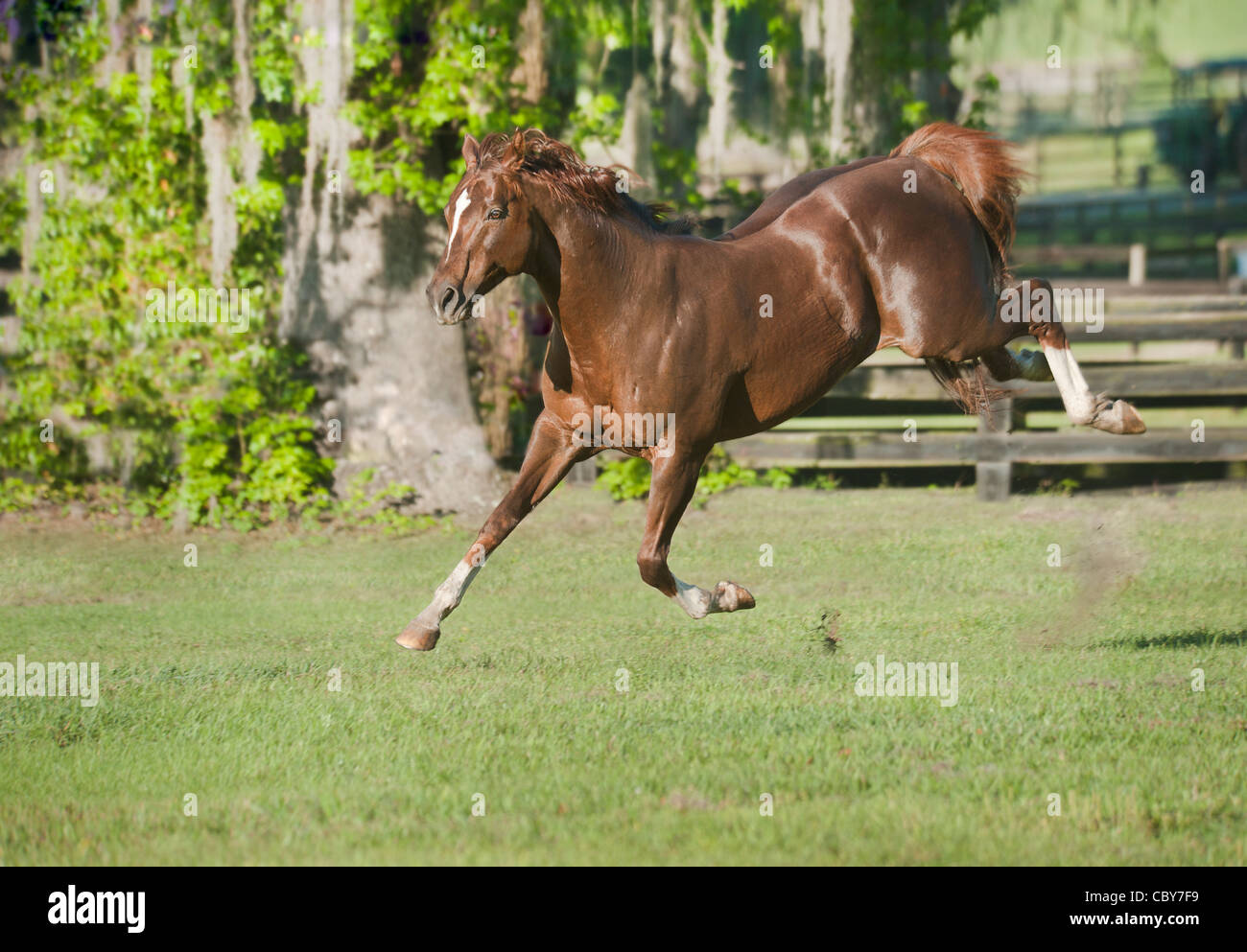 Thoroughbred horse stallion bucking in play Stock Photo - Alamy