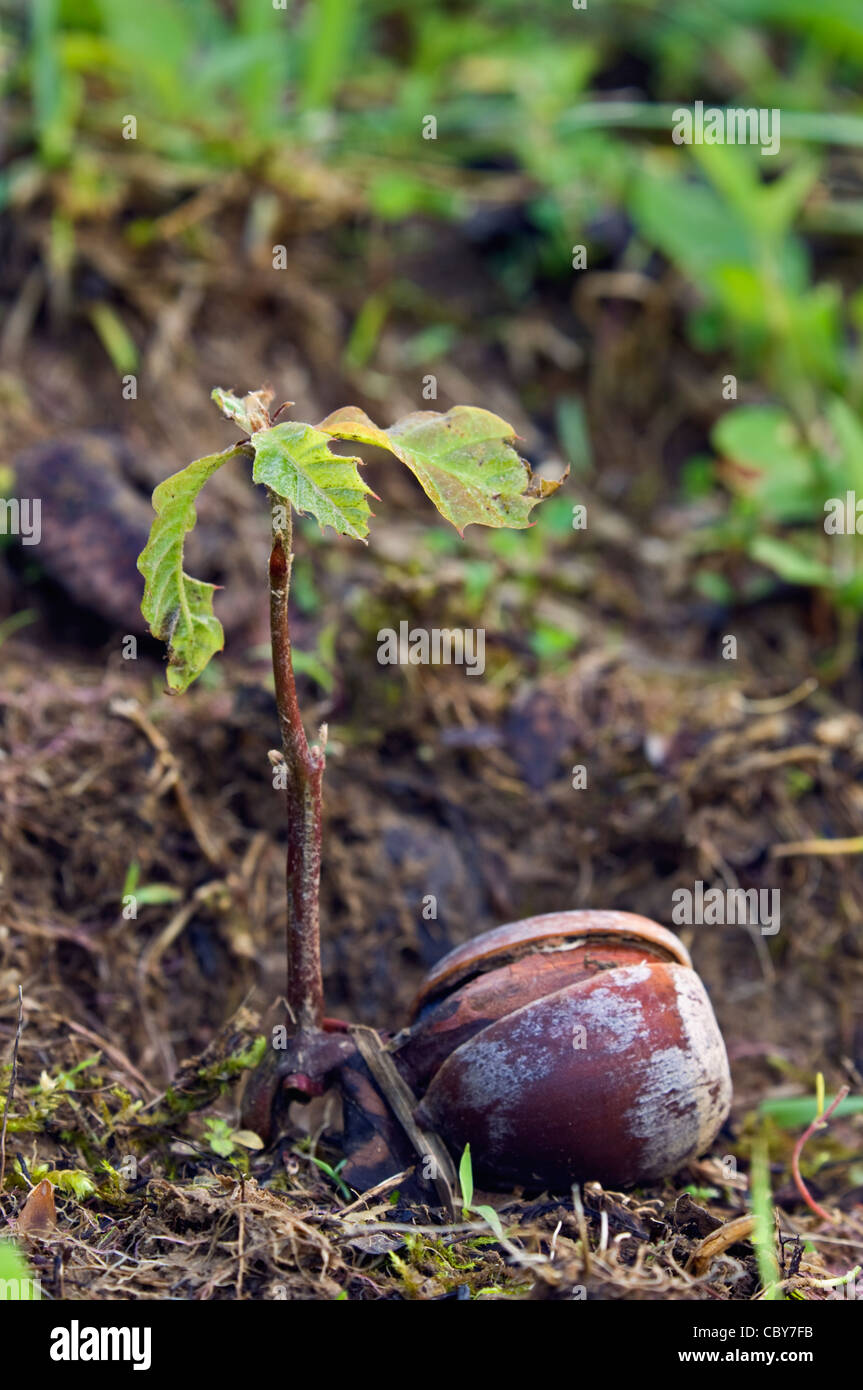 Young Oak Tree Seedling Growing from Acorn Stock Photo - Alamy Young Oak Tree Seedling Growing from Acorn Stock Photo - Alamy