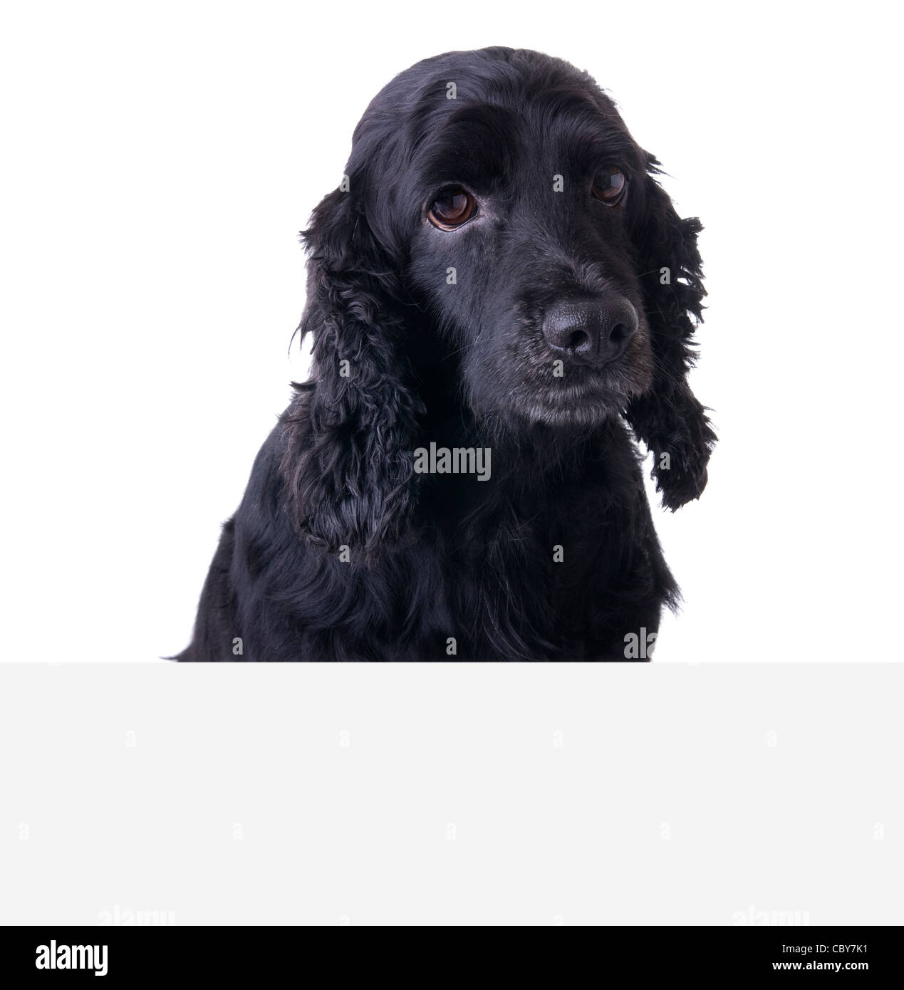 Sad Cocker Spaniel Dog above white banner. Add your text underneath ...