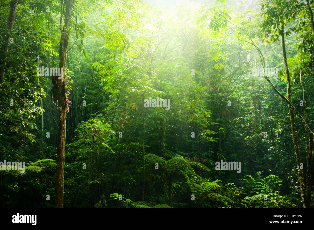Green forest with ray of light Stock Photo - Alamy