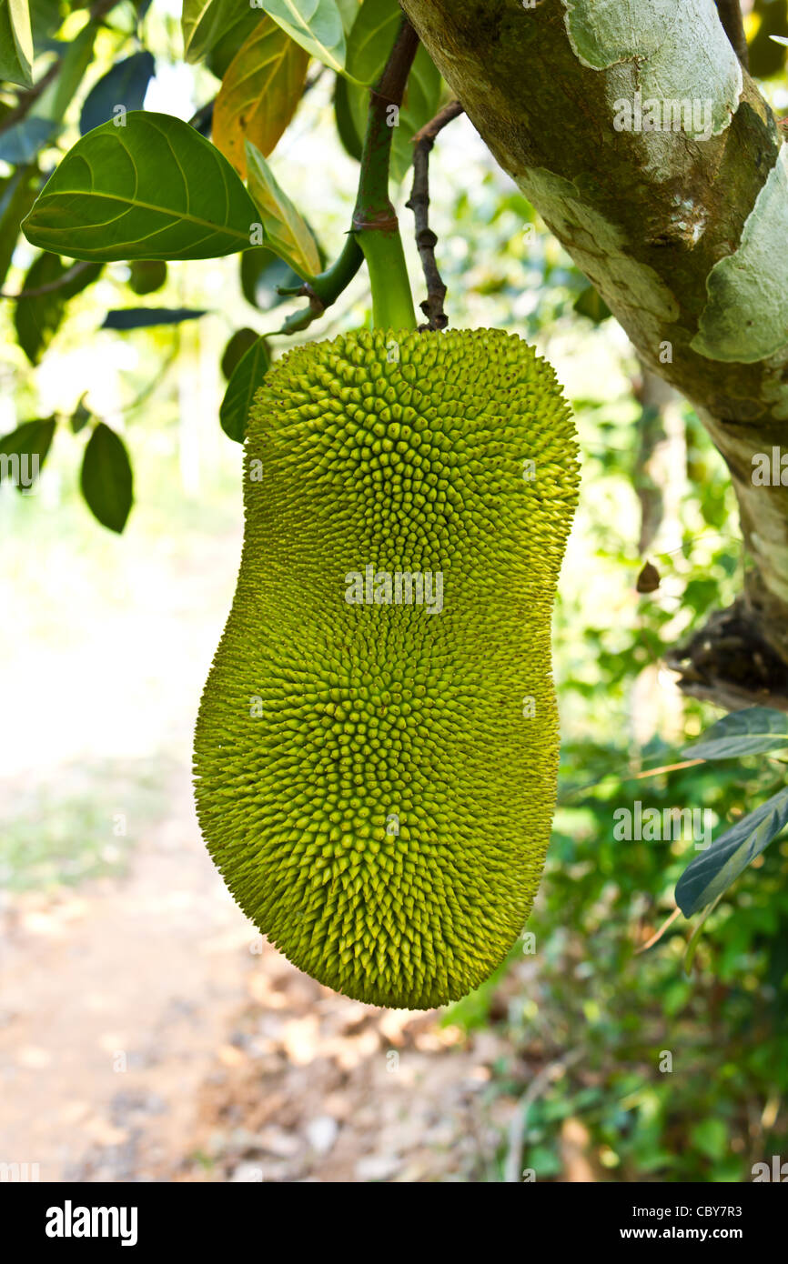 young jackfruit on tree in Nakhonnayok, Thailand Stock Photo - Alamy
