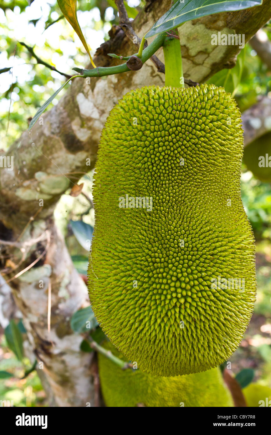 young jackfruit on tree in Nakhonnayok, Thailand Stock Photo - Alamy