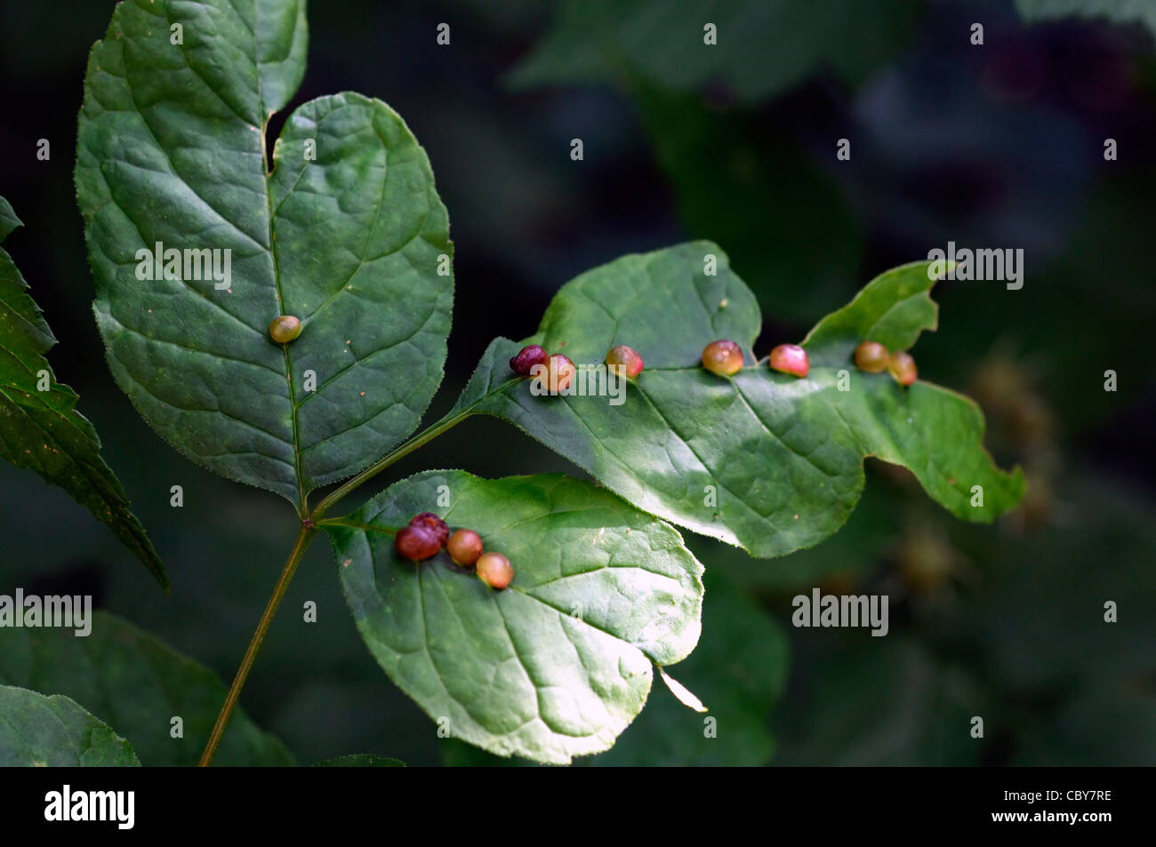 Young berries on a plant Stock Photo - Alamy