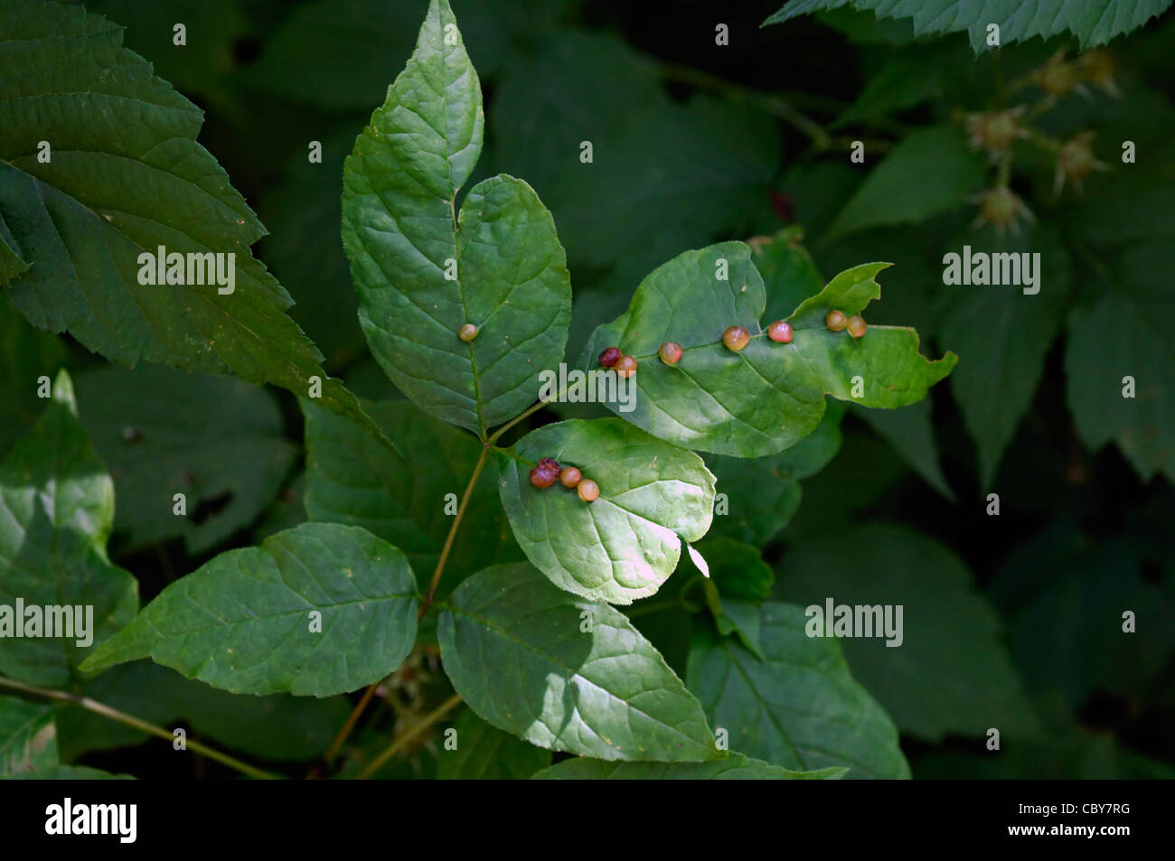 Young berries on a plant Stock Photo - Alamy
