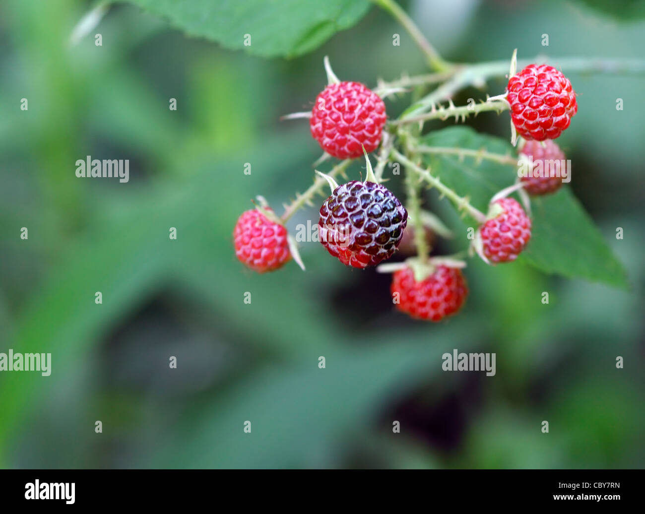 Blackberry on the vine hi-res stock photography and images - Alamy