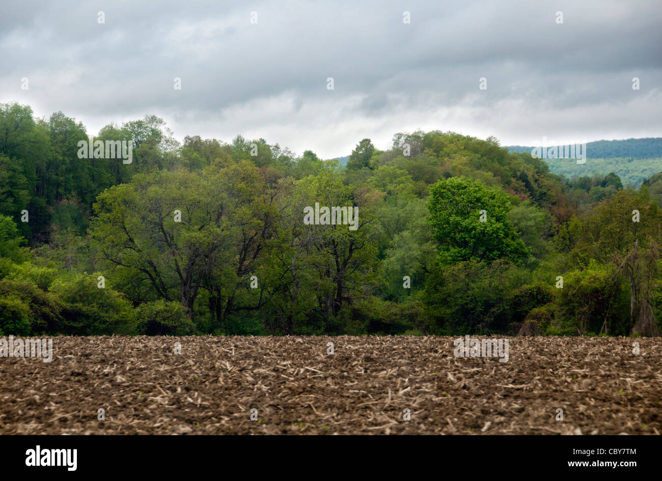 An empty cornfield with summer trees Stock Photo - Alamy