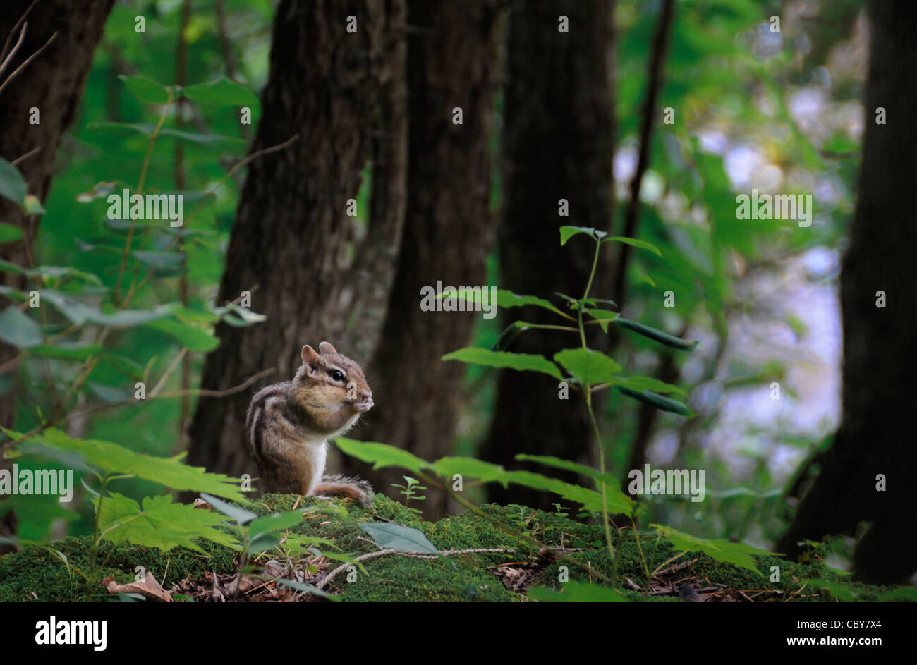 Chipmunk in the woods Stock Photo - Alamy