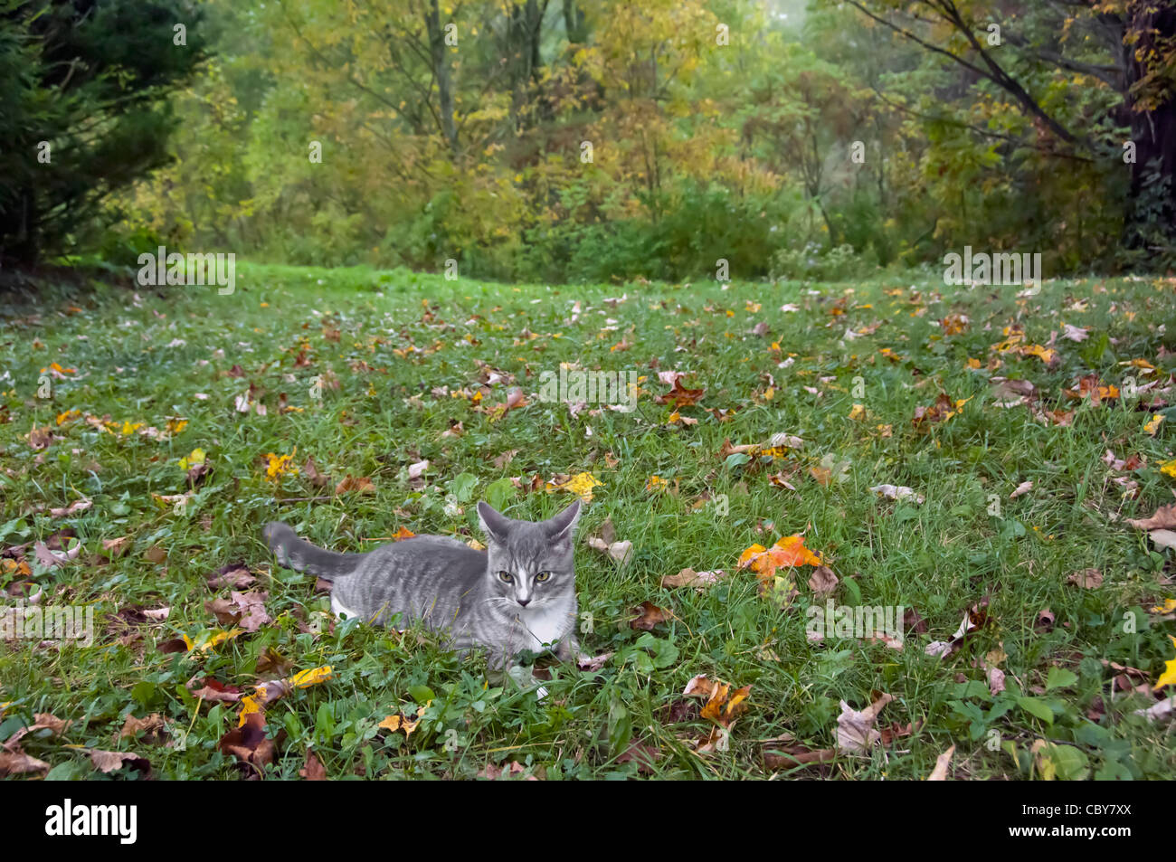 A cat laying or rolling in leaves Stock Photo - Alamy