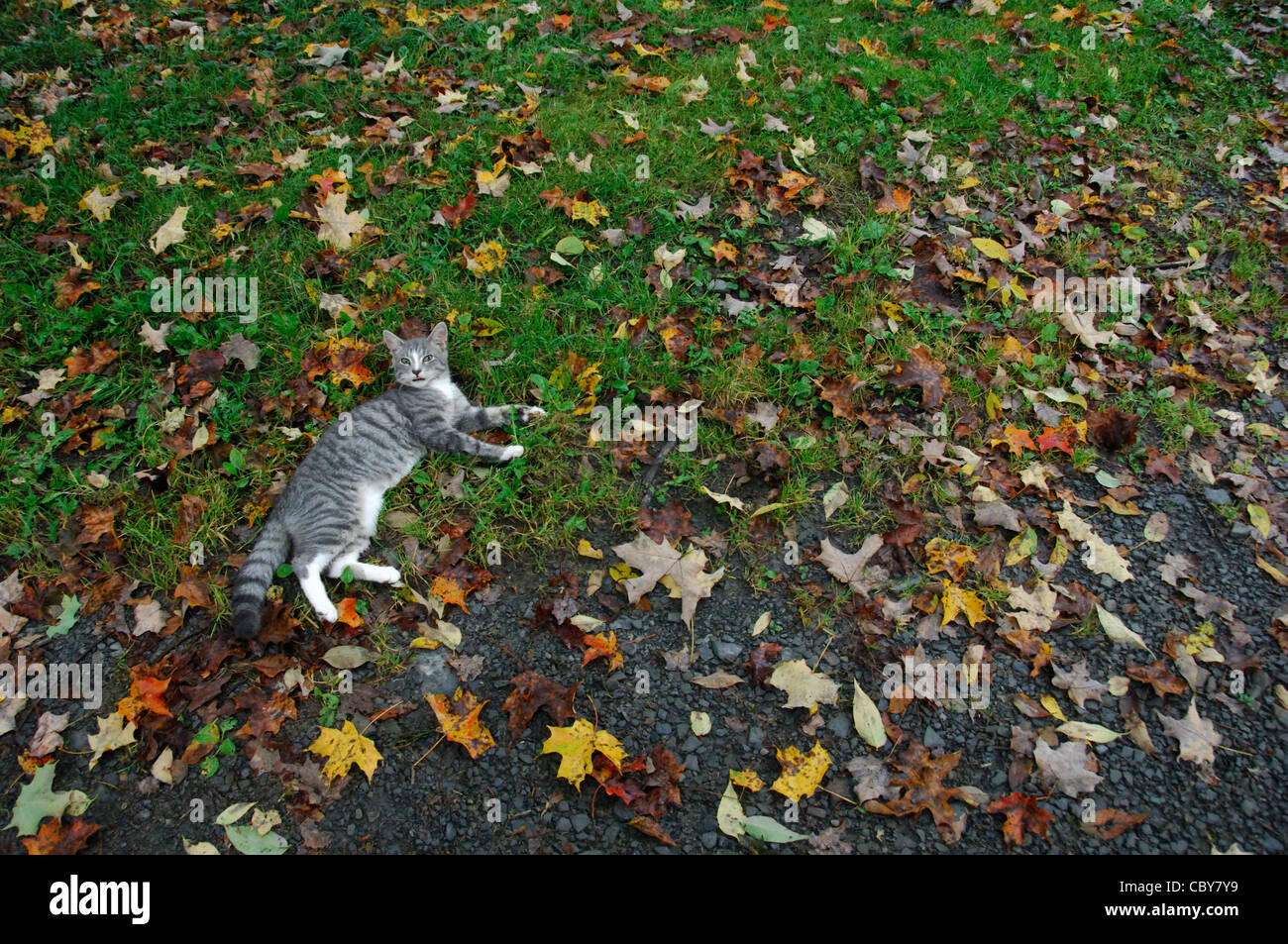 A cat laying or rolling in leaves Stock Photo - Alamy