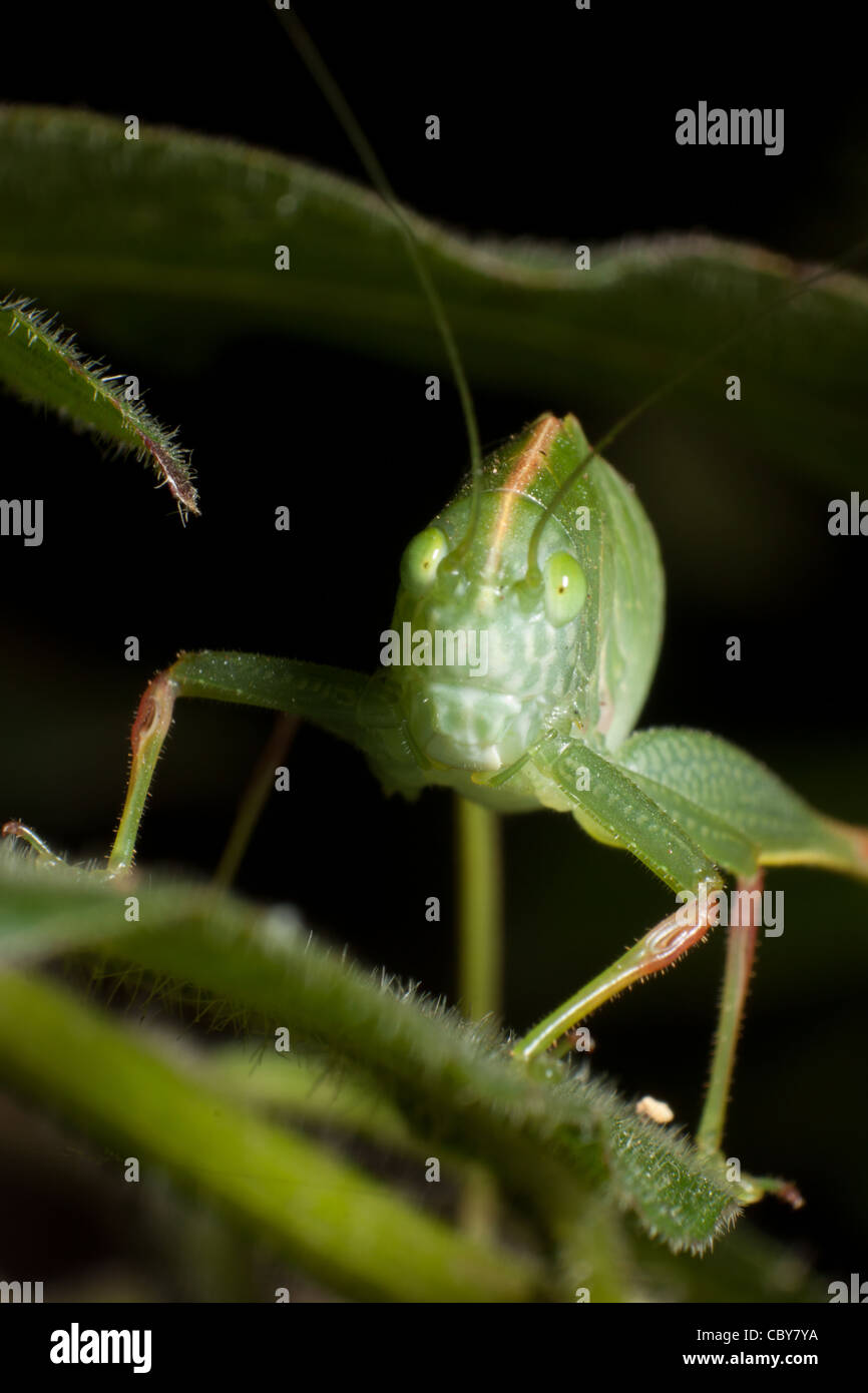 Grasshopper eyes hi-res stock photography and images - Alamy