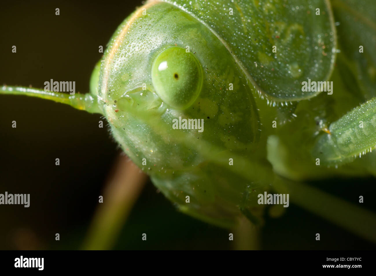 Close up view of grasshopper Stock Photo - Alamy