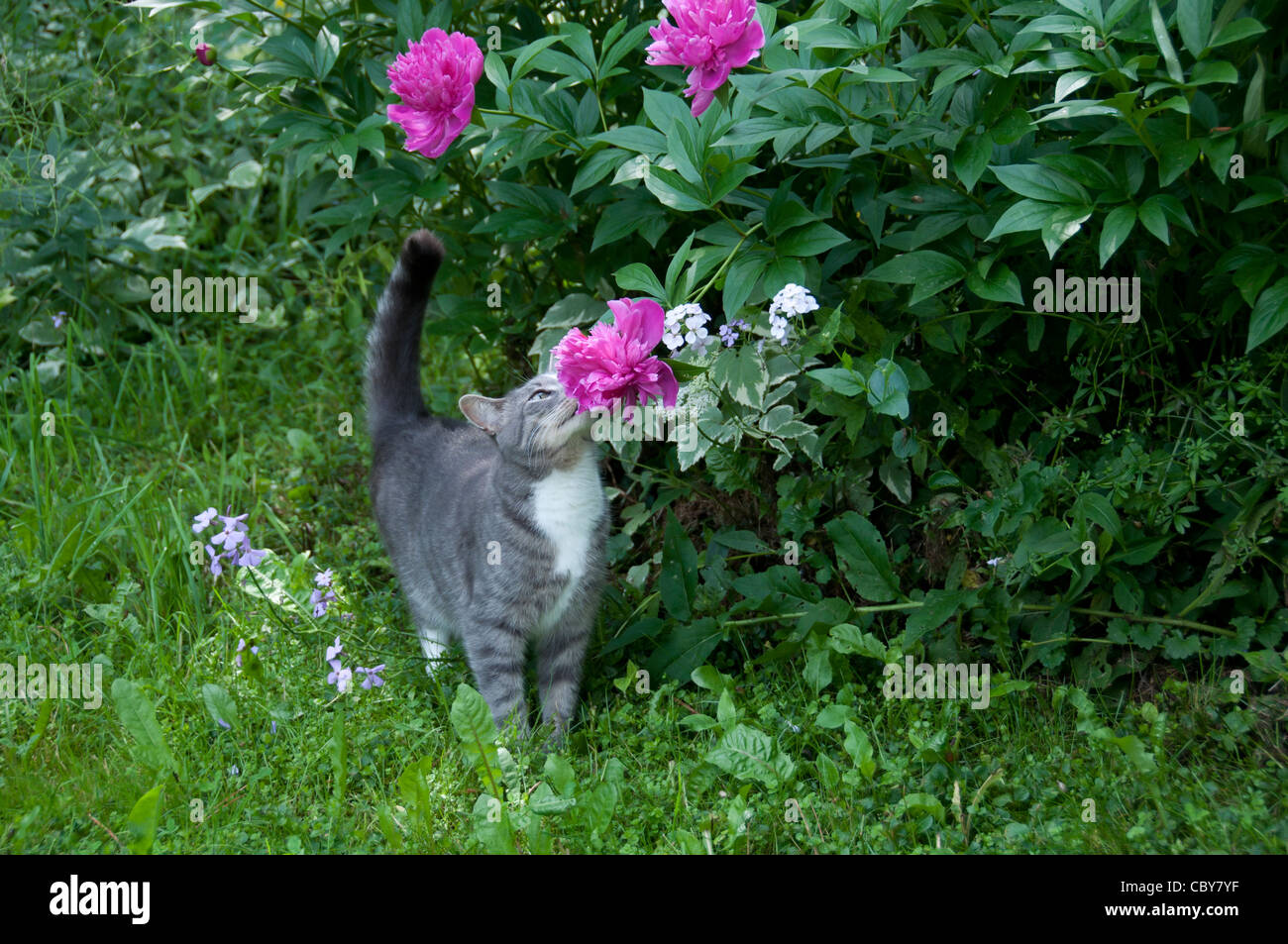 A cat smelling a flower Stock Photo - Alamy