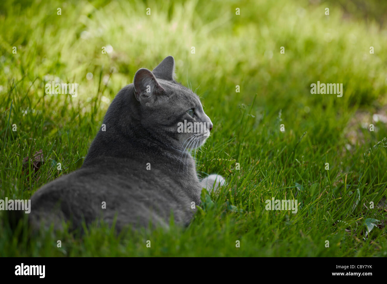 A cat sitting in the shade Stock Photo - Alamy
