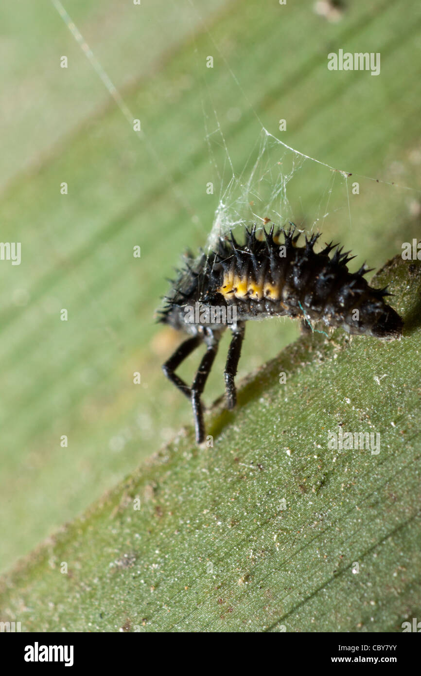 Ladybug and spider web hi-res stock photography and images - Alamy