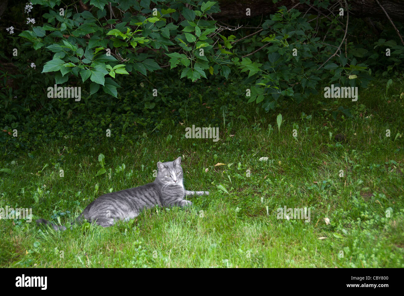 A cat sitting in the shade Stock Photo - Alamy