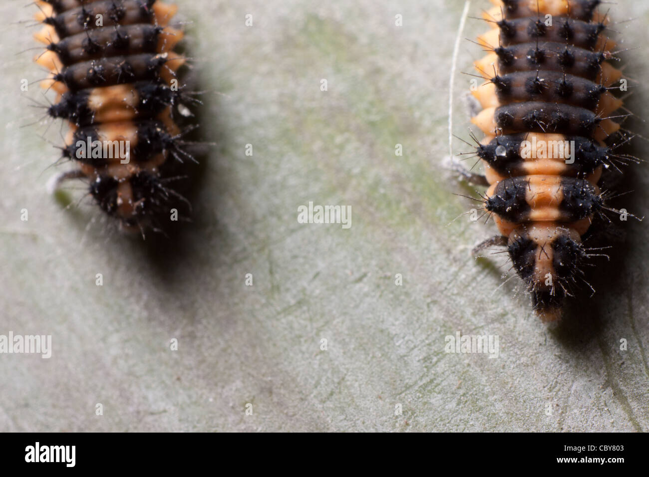 Ladybird larvae hi-res stock photography and images - Alamy