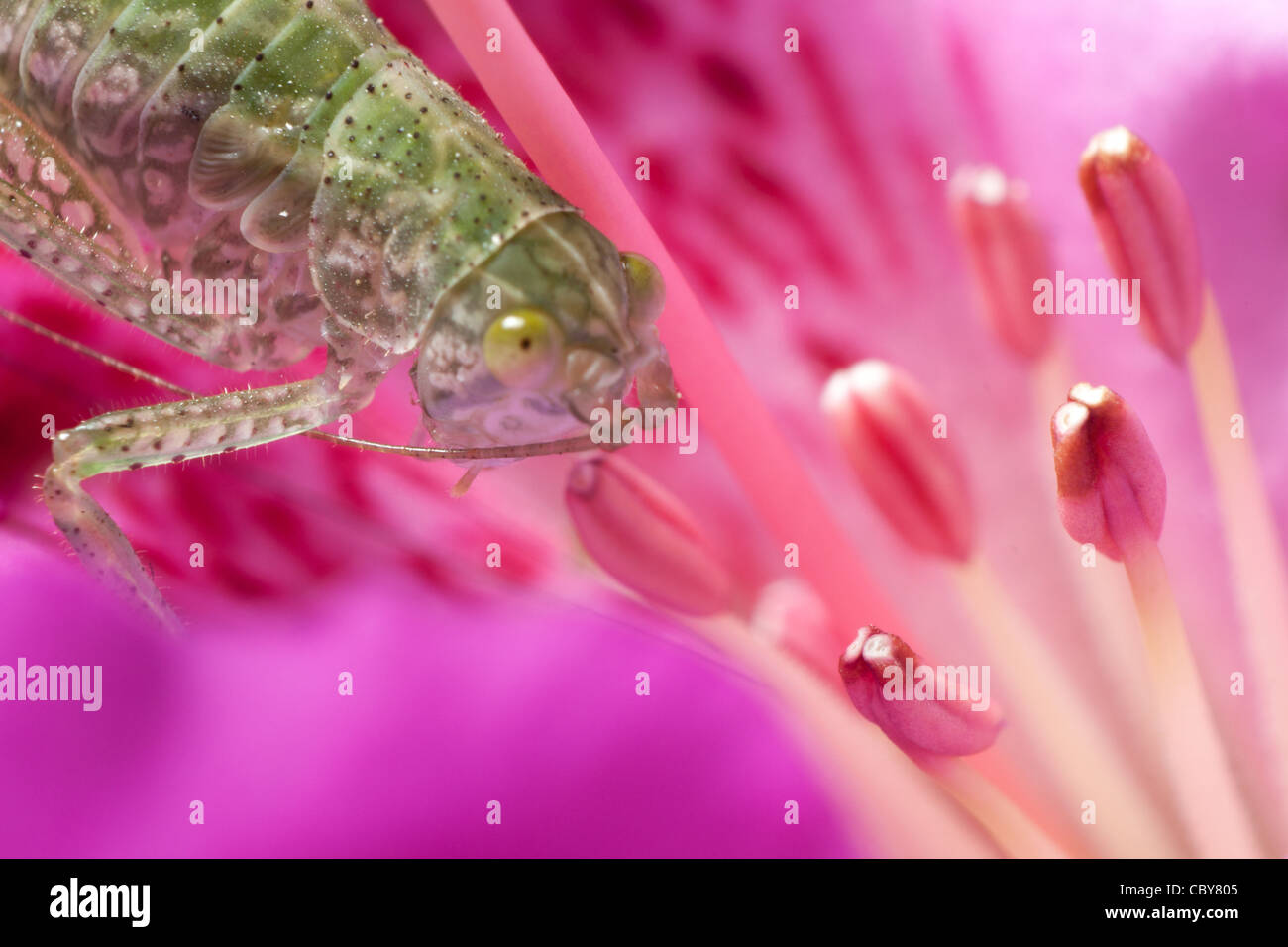 close up view of a grass hopper inside a pink flower Stock Photo - Alamy