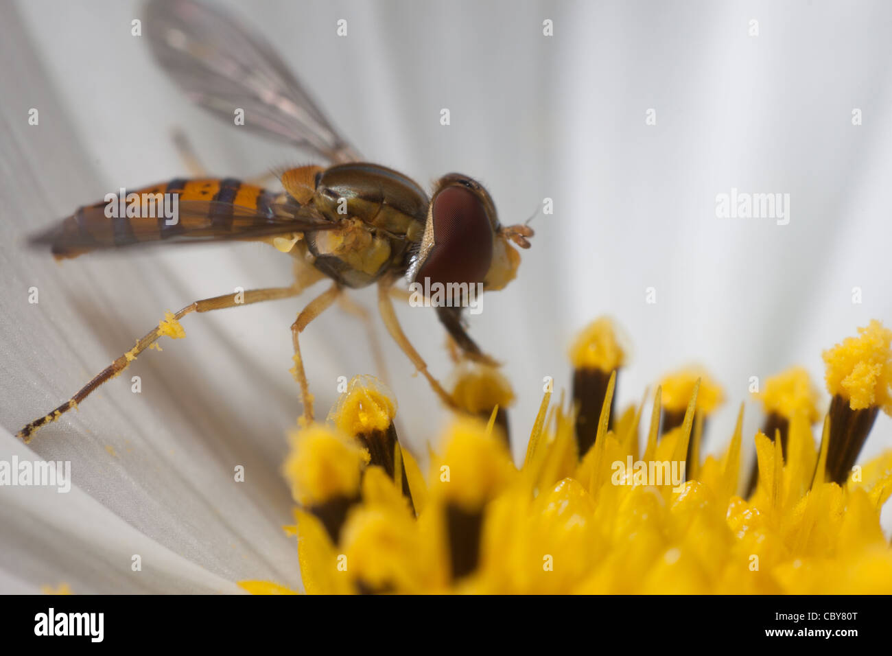 Fly to feed of the nectar of the flower Stock Photo - Alamy