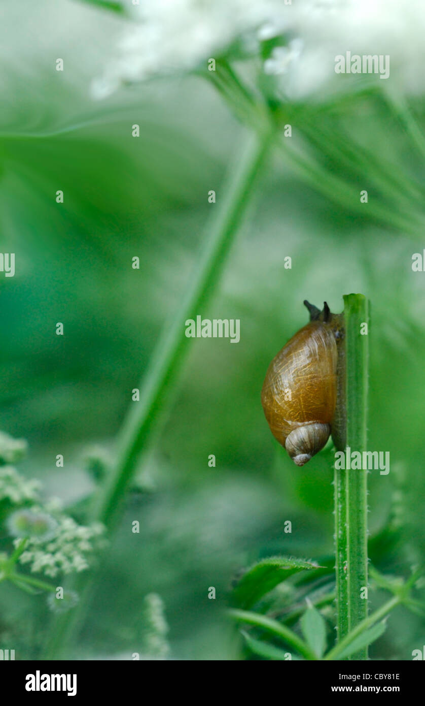 Spirals of a snail shell hi-res stock photography and images - Alamy
