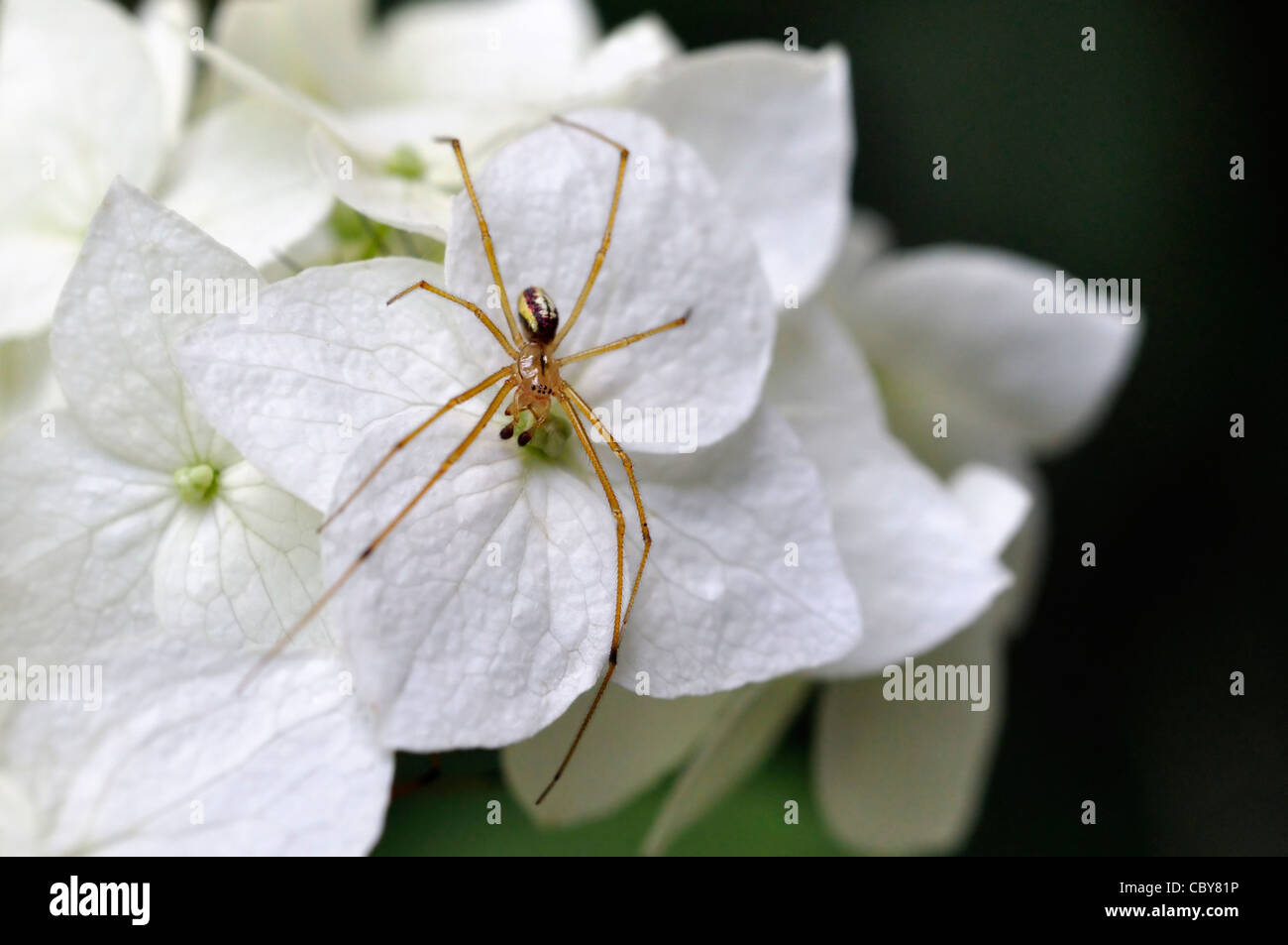 Spider on white flower Stock Photo - Alamy